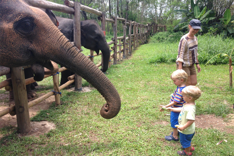 One Day Chiang Rai Elephant Valley and White Temple